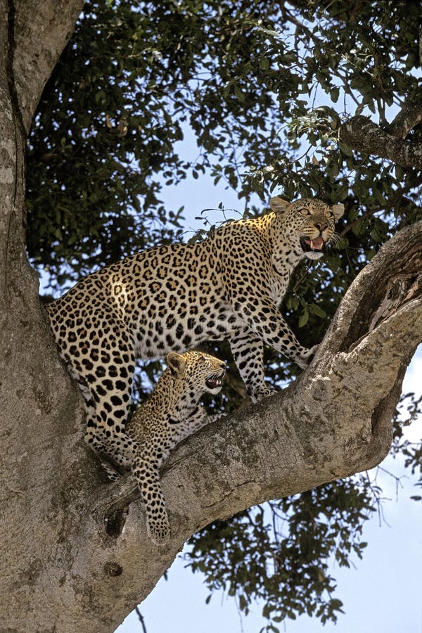 LEOPARD Panthera Pardus, FEMALE with CUB STANDING in TREE Stock Image ...