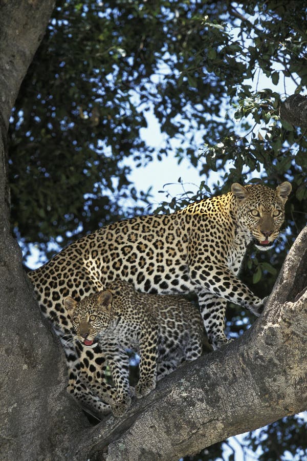 LEOPARD Panthera Pardus, FEMALE with CUB STANDING in TREE Stock Photo ...