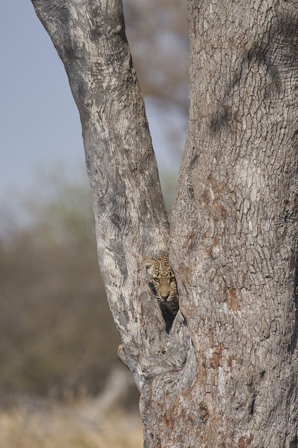 Leopard in To a Tree in Etosha National Park, Namibia Stock Photo ...