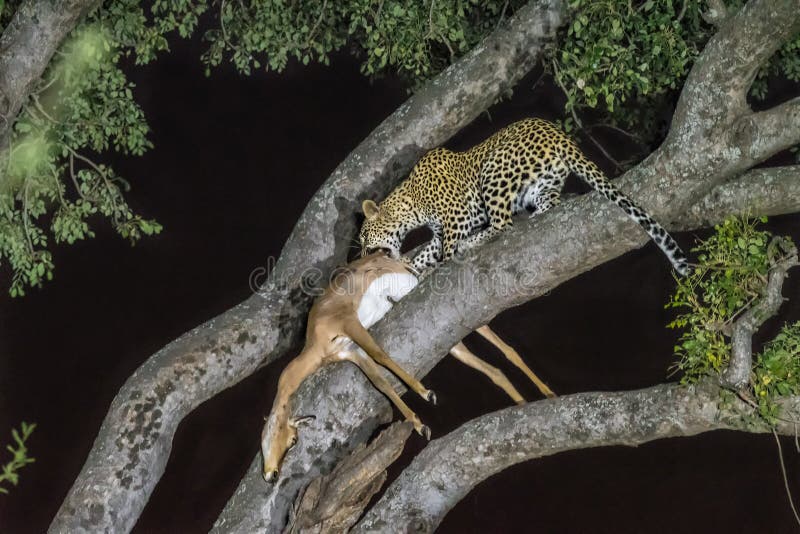 Leopard with its prey stock image. Image of predator, jaguar - 4391447