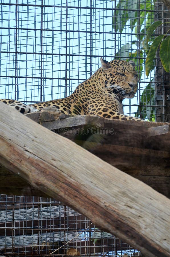 Leopard (Panthera Pardus) in Jungle Parck, Tenerife Stock Image - Image ...