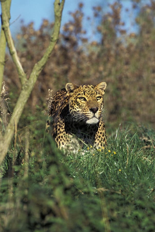 Leopard, panthera pardus foto de archivo. Imagen de felino - 198649394