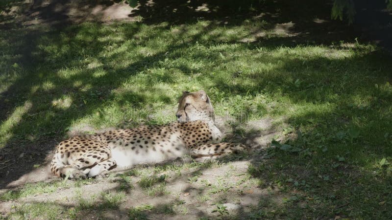 Leopard Panthera Pardus Lying on a Green Grass Under a Tree. Stock ...