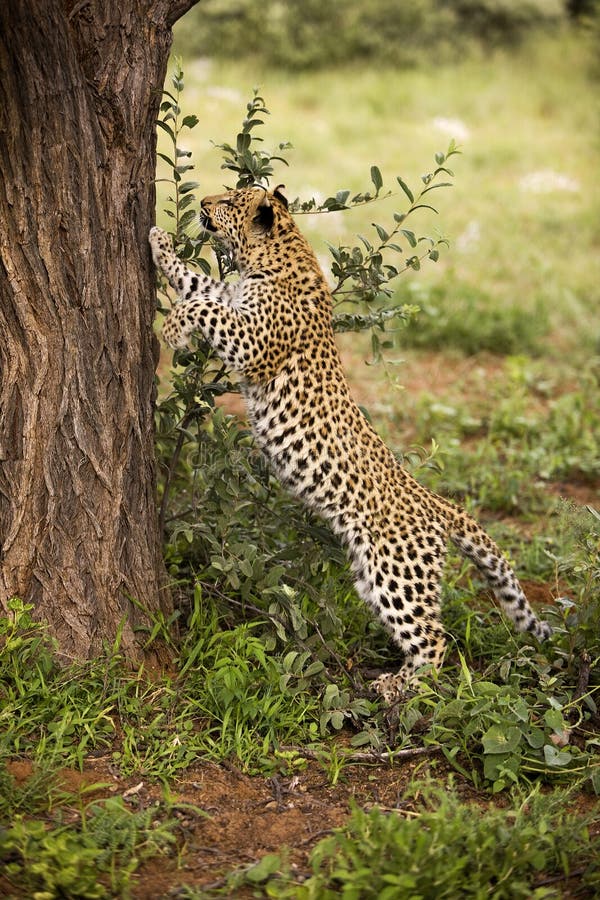 PANTHERE LEOPARD Panthera Pardus Stock Photo - Image of africa, full ...