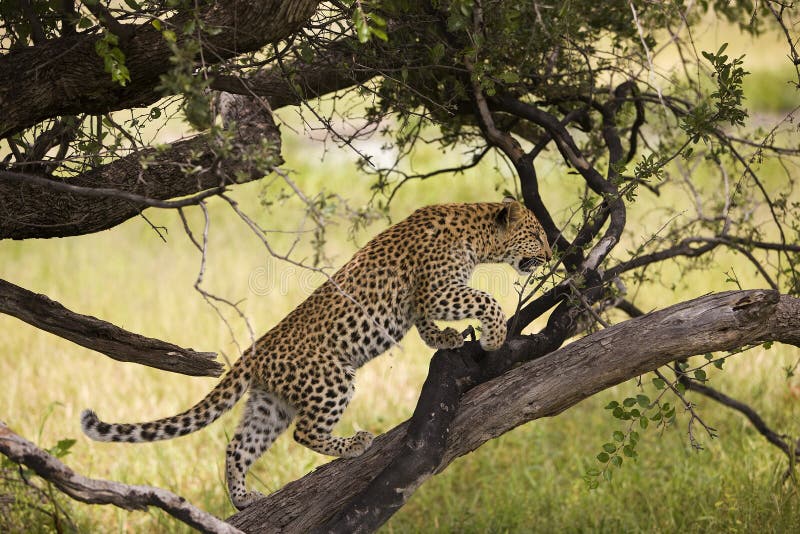 PANTHERE LEOPARD Panthera Pardus Stock Image - Image of spotted, young ...