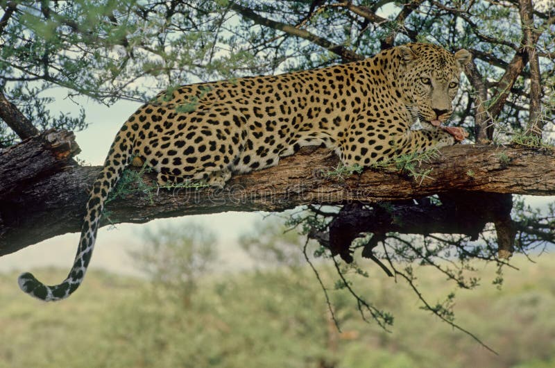 Leopard stock image. Image of safari, body, animals - 342053535