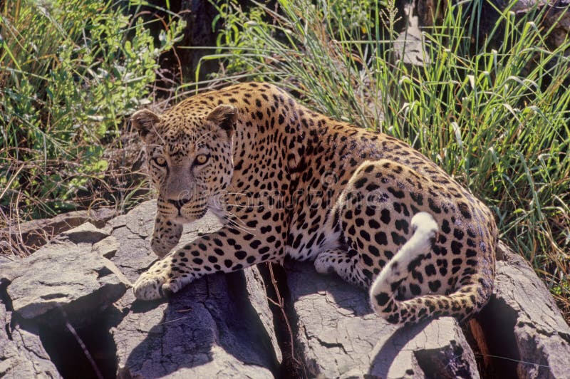 Leopard stock photo. Image of face, adult, king, leopard - 342053994