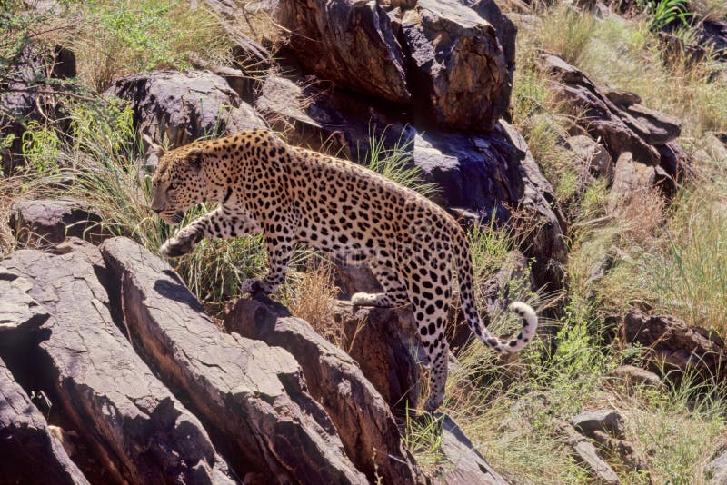 Leopard stock photo. Image of powerful, king, mammal - 342053970