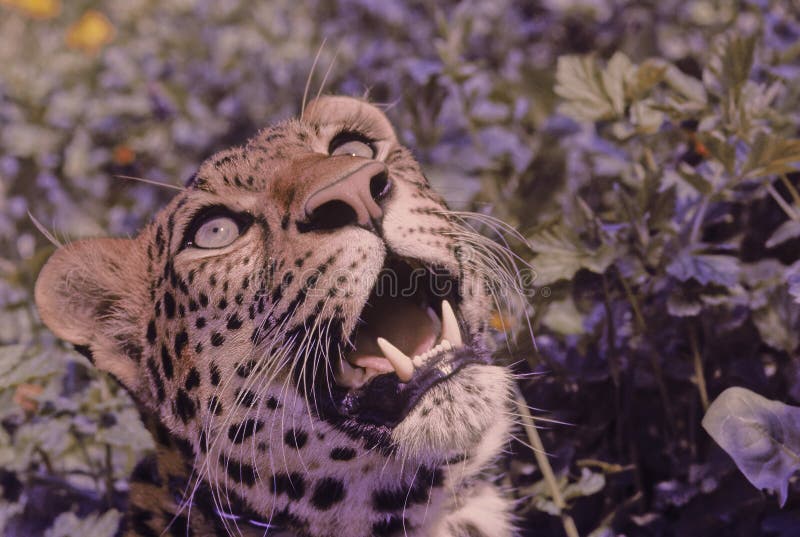 The Leopard (Panthera Pardus) Stock Photo - Image of leopard, jungle ...