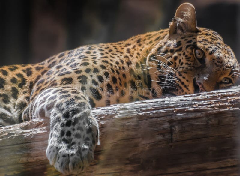 Leopard Panthera Pardus Resting on a Wooden Log Stock Image - Image of ...