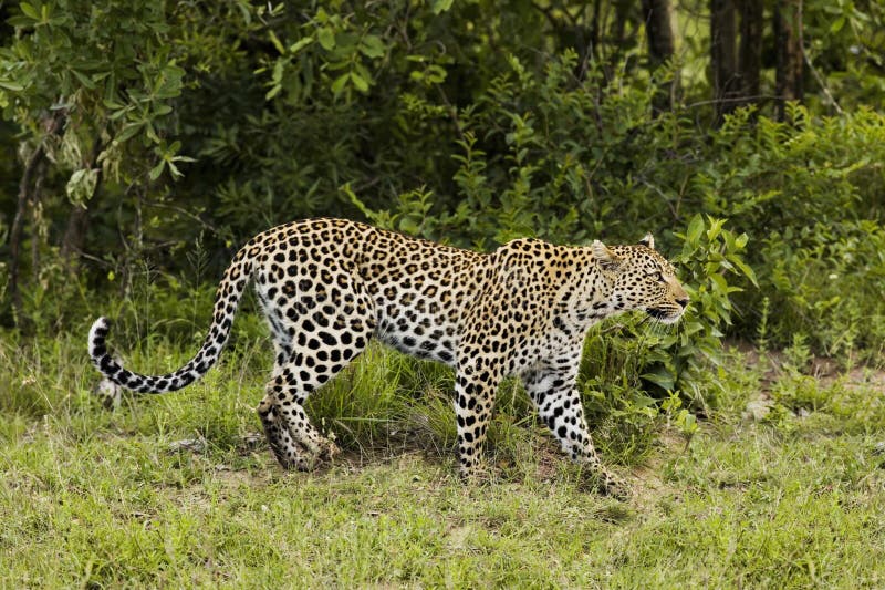 Leopard (Panthera Pardus) Side View Stock Photo - Image of panthera ...