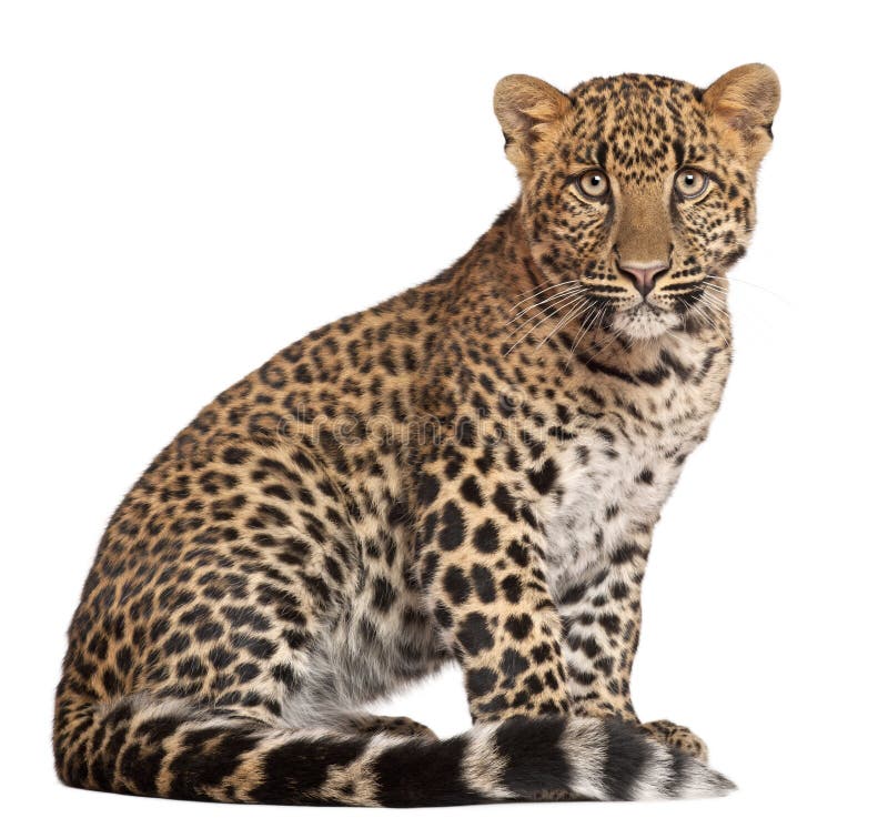 Leopard, Panthera Pardus, Sitzend Stockfoto - Bild von streifen ...