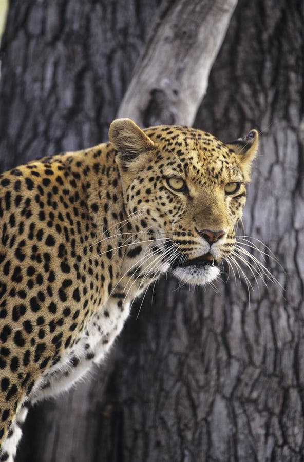 Leopard (Panthera Pardus) Standing beside Tree Stock Image - Image of ...