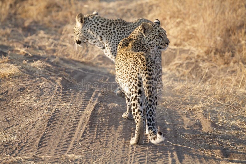Leopard (Panthera pardus) stock photo. Image of fauna - 34580570