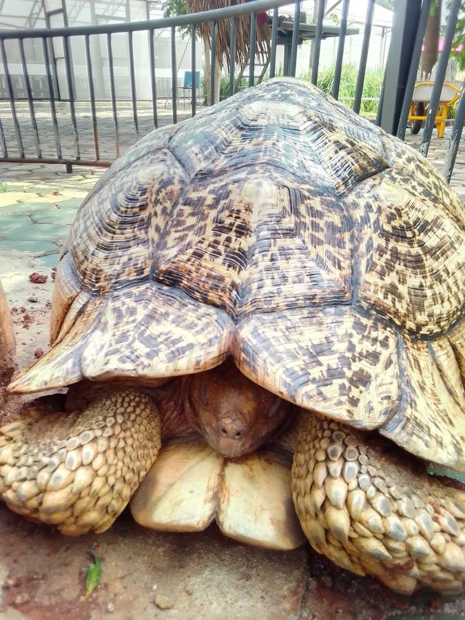 Leopard Pardalis Tortoise Hiding in Shell. Close Up Photo Stock Photo ...