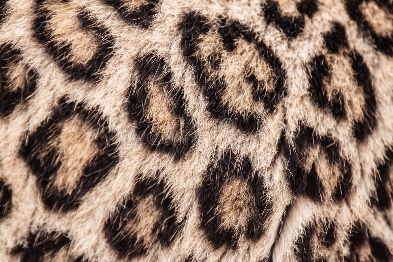 532 Real Leopard Skin Photos - Free & Royalty-Free Stock Photos from ...