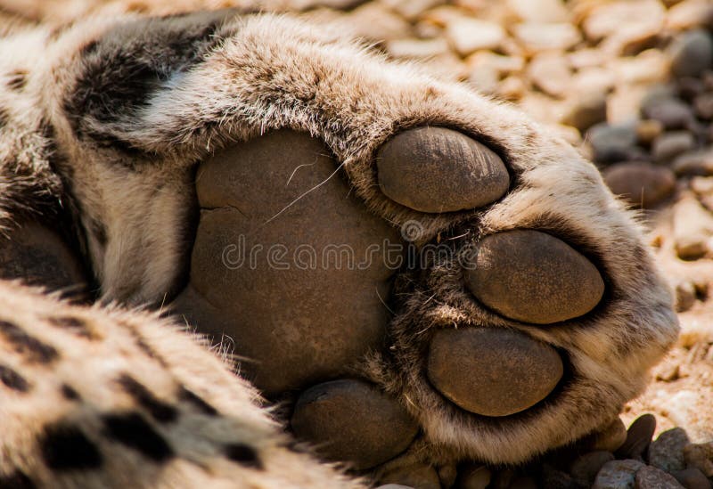 Leopard Paw stock photo. Image of wildlife, animal, beast - 55172534
