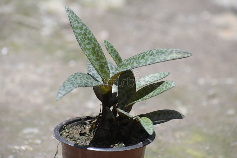 Leopard Plant Silver Squill Stock Image - Image of silvery, silver ...