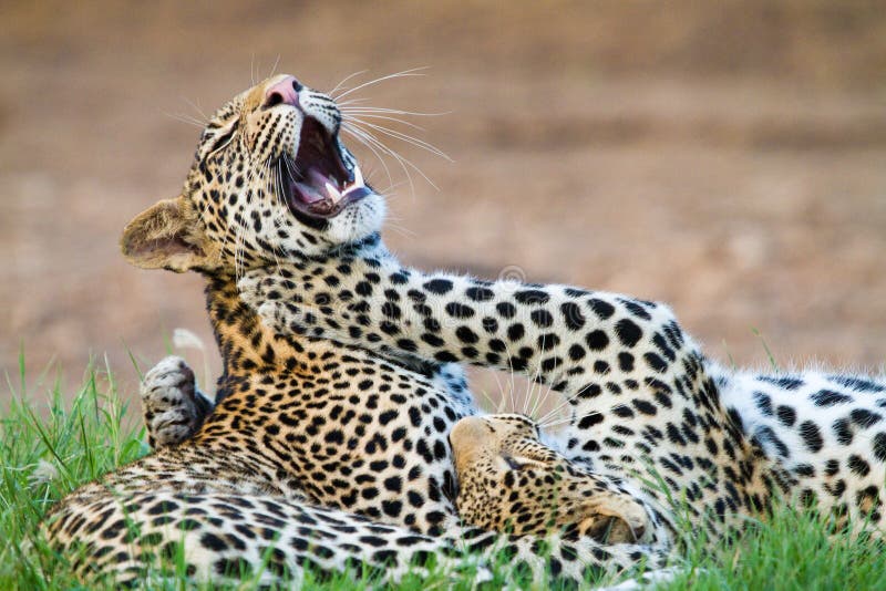Leopard play stock photo. Image of safari, horizontal - 23147050