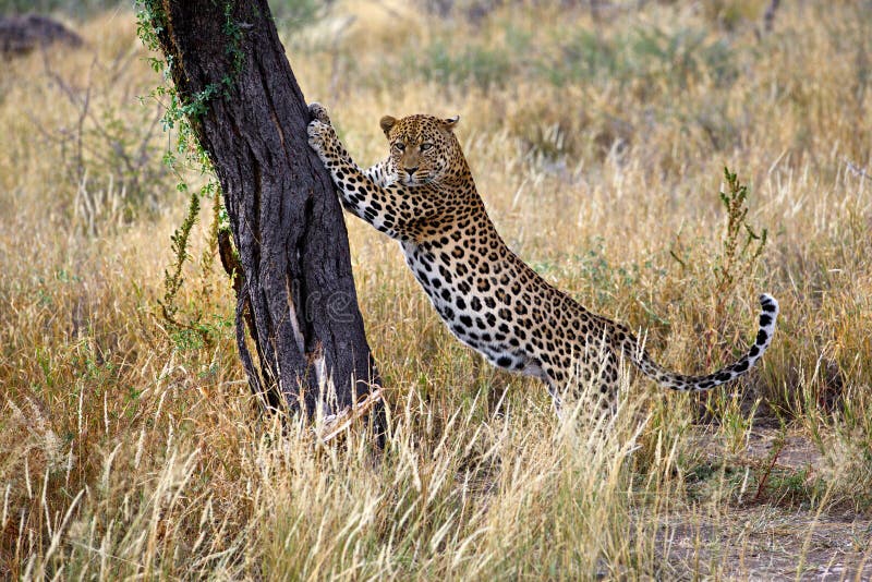 Leopard Playing with Tree in the Field with Dry Grass Stock Photo ...