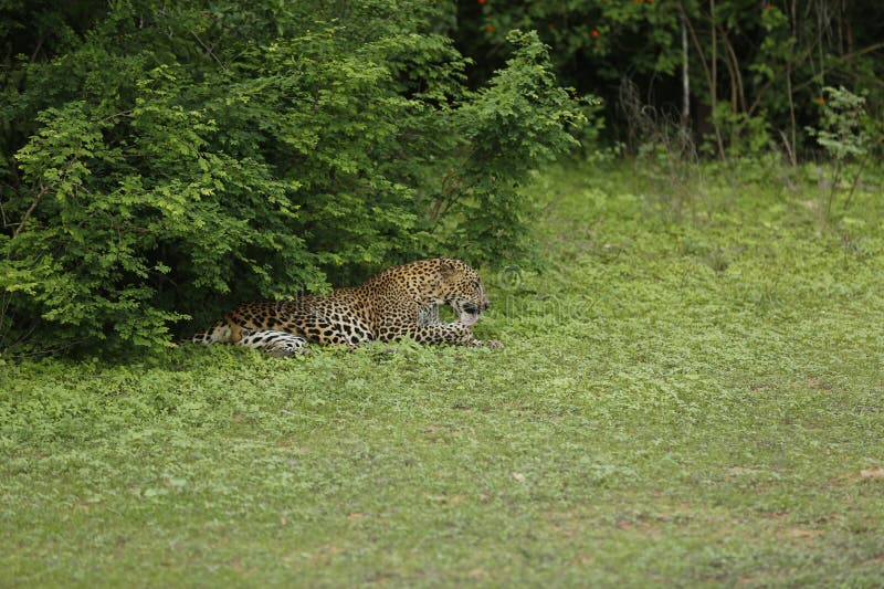 Leopard Playing at Yala National Park Evening Stock Photo - Image of ...