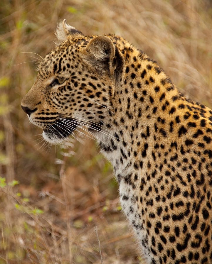 Leopard portrait stock photo. Image of feline, wild, sitting - 17676532