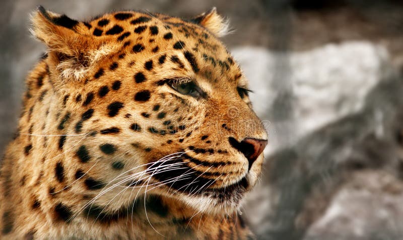 Leopard portrait stock photo. Image of face, spot, animal - 27400746