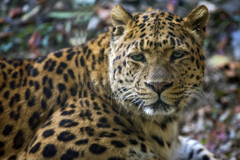 Leopard portrait stock photo. Image of wild, panthera - 22343776