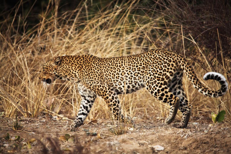 Leopard walking stock image. Image of nature, africa - 27032915