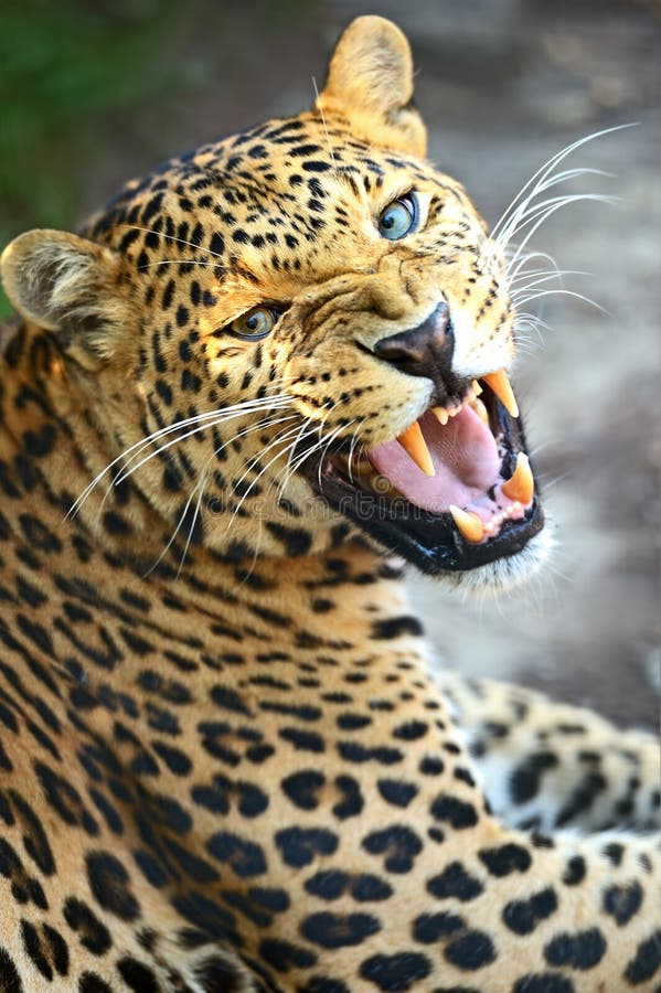 Leopard portrait stock image. Image of nature, habitat - 26172869