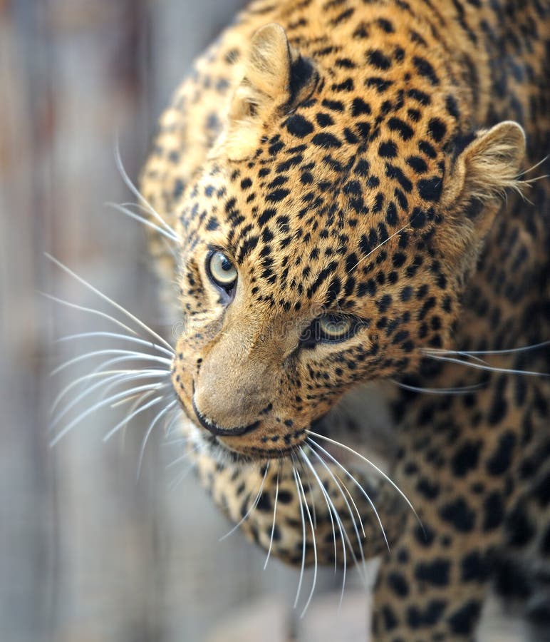 Leopard portrait stock photo. Image of hunter, attentive - 26173184