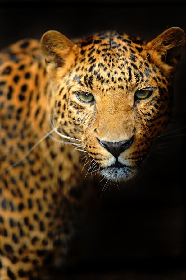 Leopard portrait stock image. Image of stare, environment - 26199315