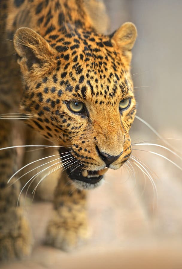 Leopard portrait stock photo. Image of leopard, africa - 27400786