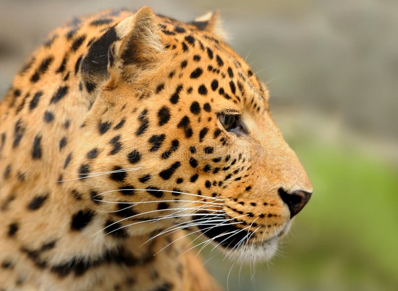 Leopard portrait stock photo. Image of park, portrait - 28855304