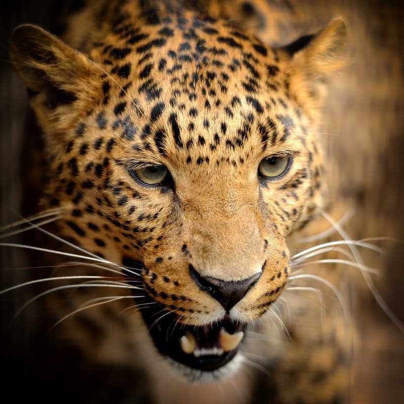 Leopard portrait stock photo. Image of portrait, beast - 28992972