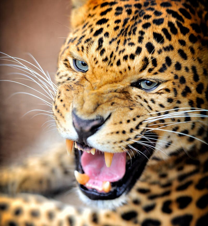 3,060 Angry Leopard Stock Photos - Free & Royalty-Free Stock Photos ...