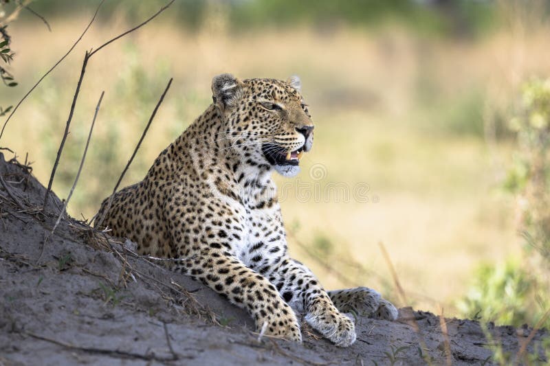 Leopard Portrait in Botswana, Africa Stock Image - Image of sitting ...