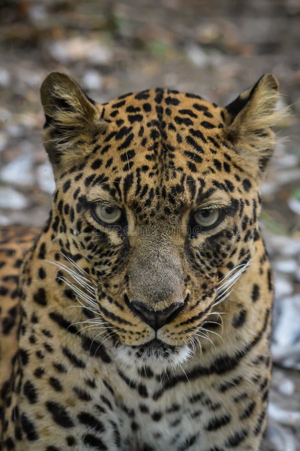 Close-up of a leopard face stock photo. Image of dangerous - 159194398