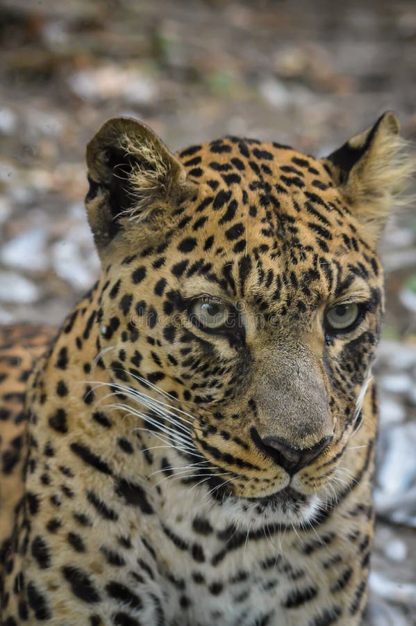 Leopard Portrait - Close Up on Leopard Face Stock Image - Image of ...