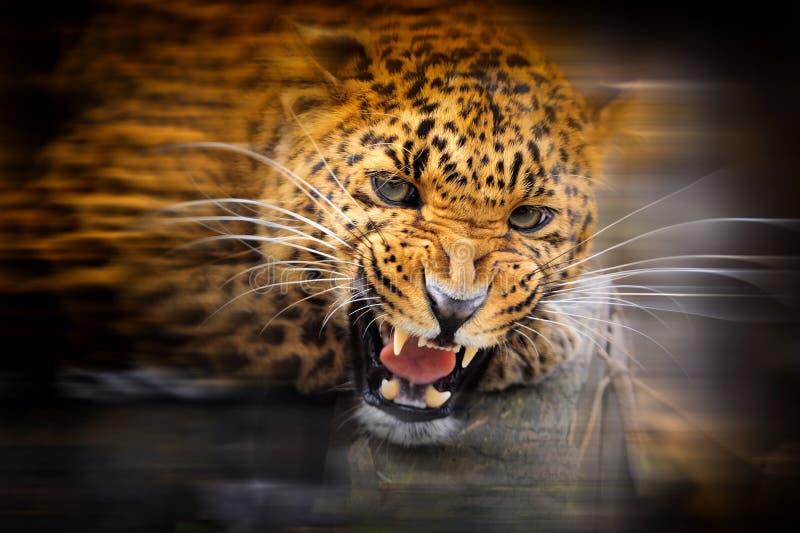 3,060 Angry Leopard Stock Photos - Free & Royalty-Free Stock Photos ...