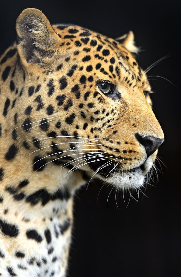 Leopard stock photo. Image of wildlife, leopard, nature - 38112072