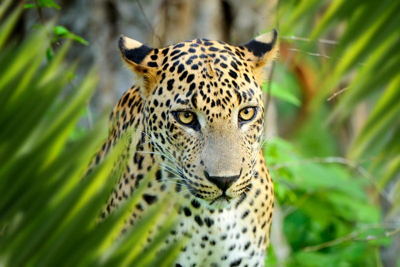 Leopard portrait in jungle stock image. Image of closeup - 152654791