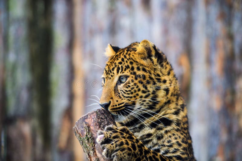 Leopard portrait stock image. Image of leopard, wildlife - 156056785