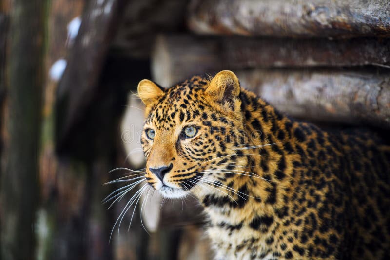 Leopard portrait stock image. Image of amur, beast, wildlife - 156056859