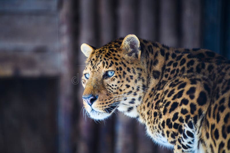 Leopard portrait stock photo. Image of portrait, amur - 156057706