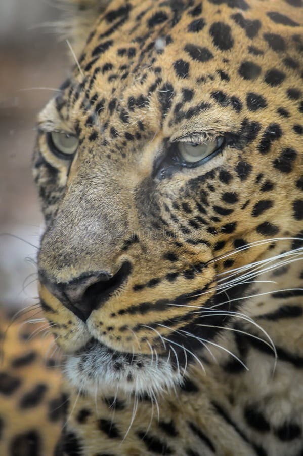 Leopard Portrait - Very Close Up Stock Photo - Image of panthera ...
