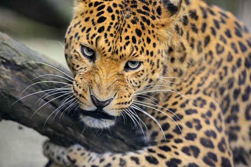 Leopard stock image. Image of mammal, proud, animals - 28701007