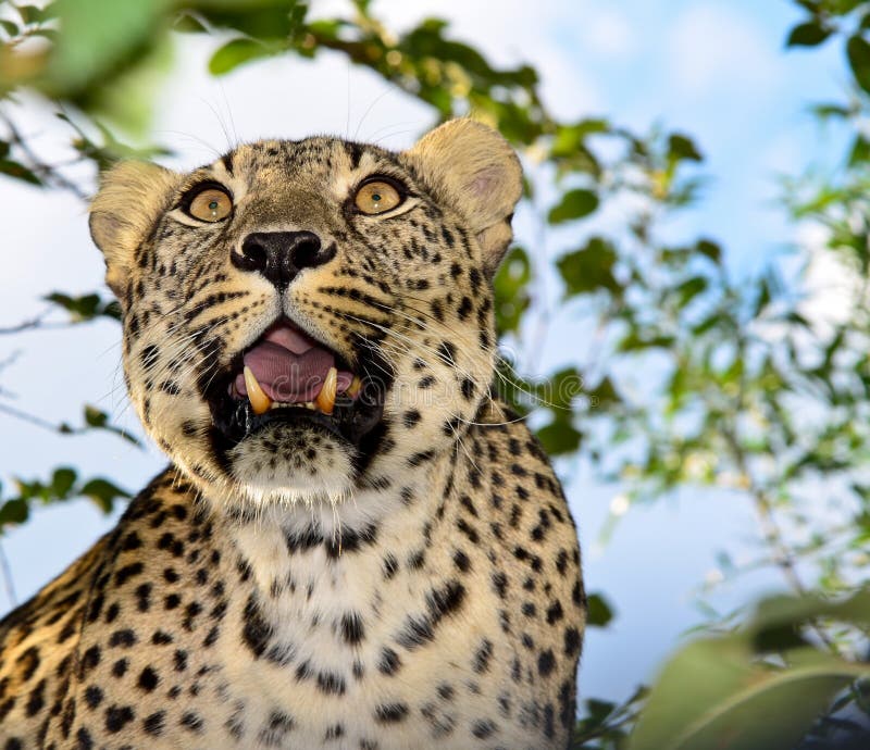 Leopard, Predator, Animal, Teeth, Opened Mouth, Sp Stock Photo - Image ...