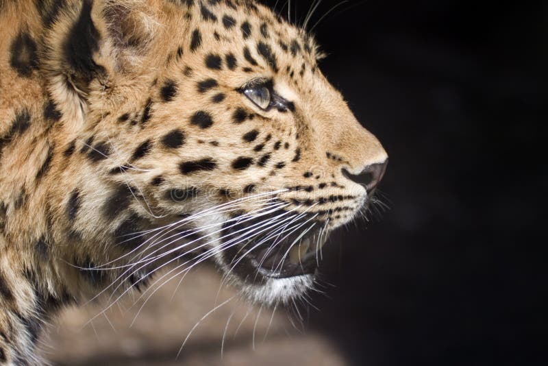 Leopard profile stock photo. Image of whiskers, hunter - 13267504