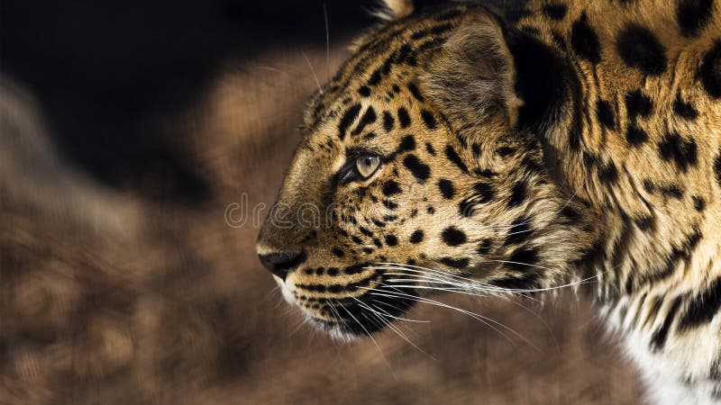 Leopard profile stock image. Image of safari, nature - 125454619